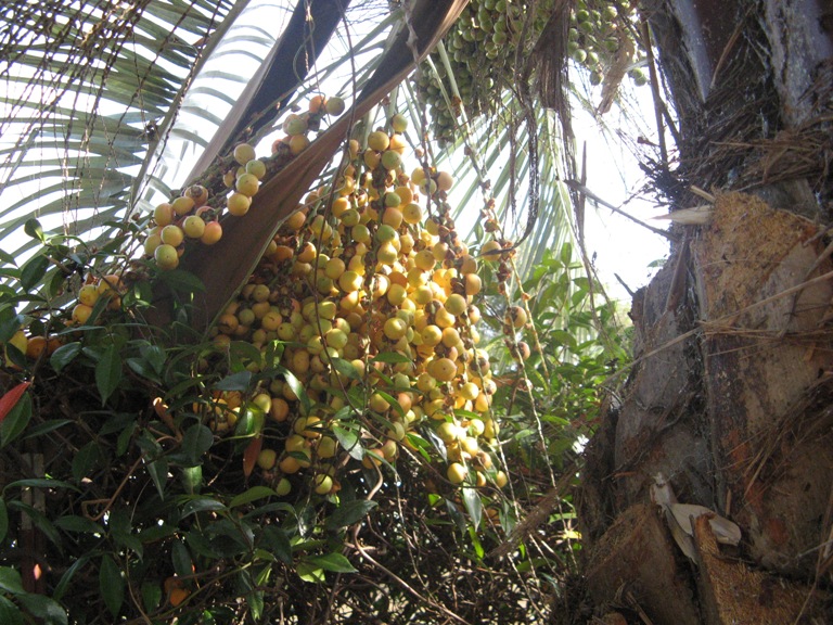 Butia Capitata aka Jelly or Pinto Palm – Puravida Tropical